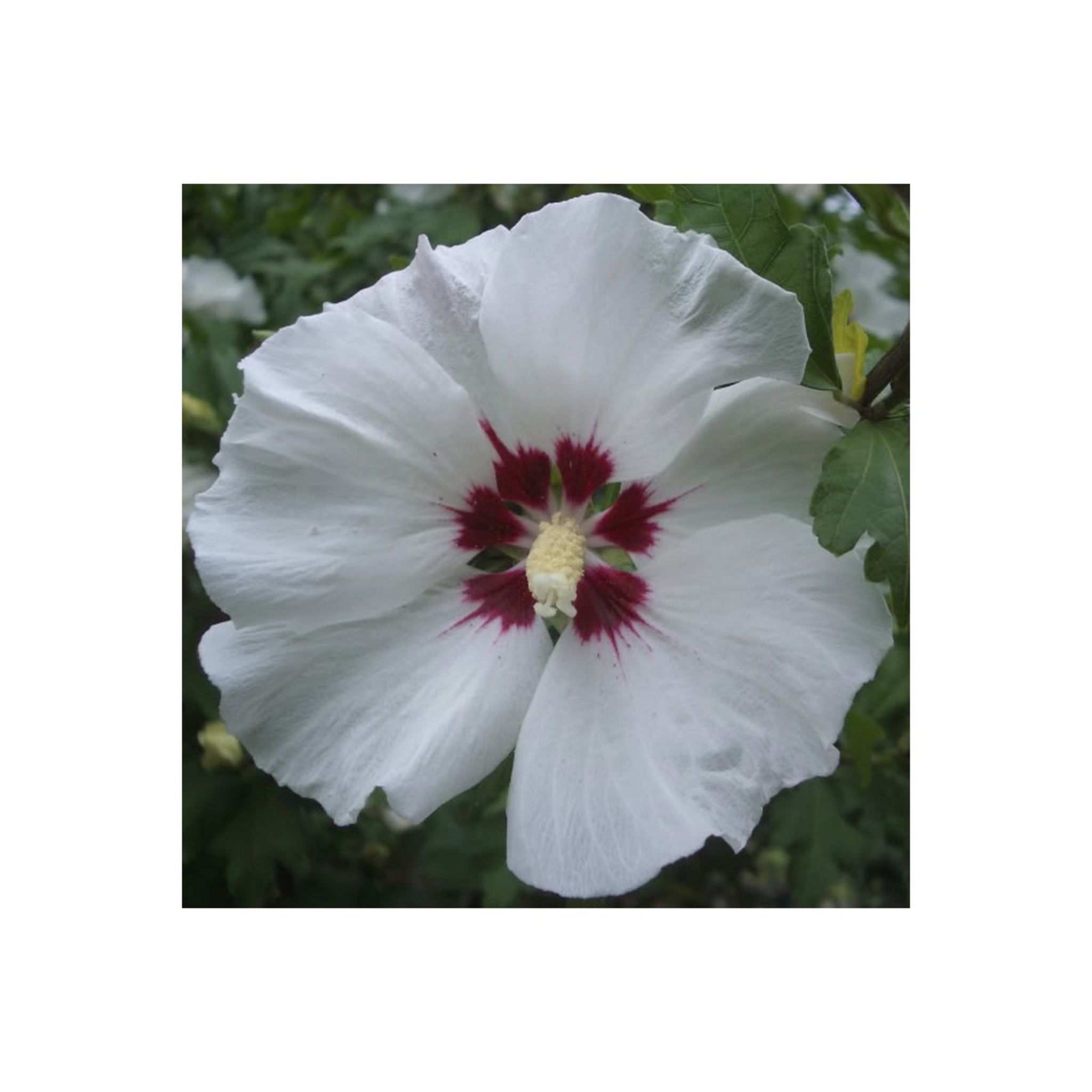 Althea Red Heart pas cher - Auchan.fr