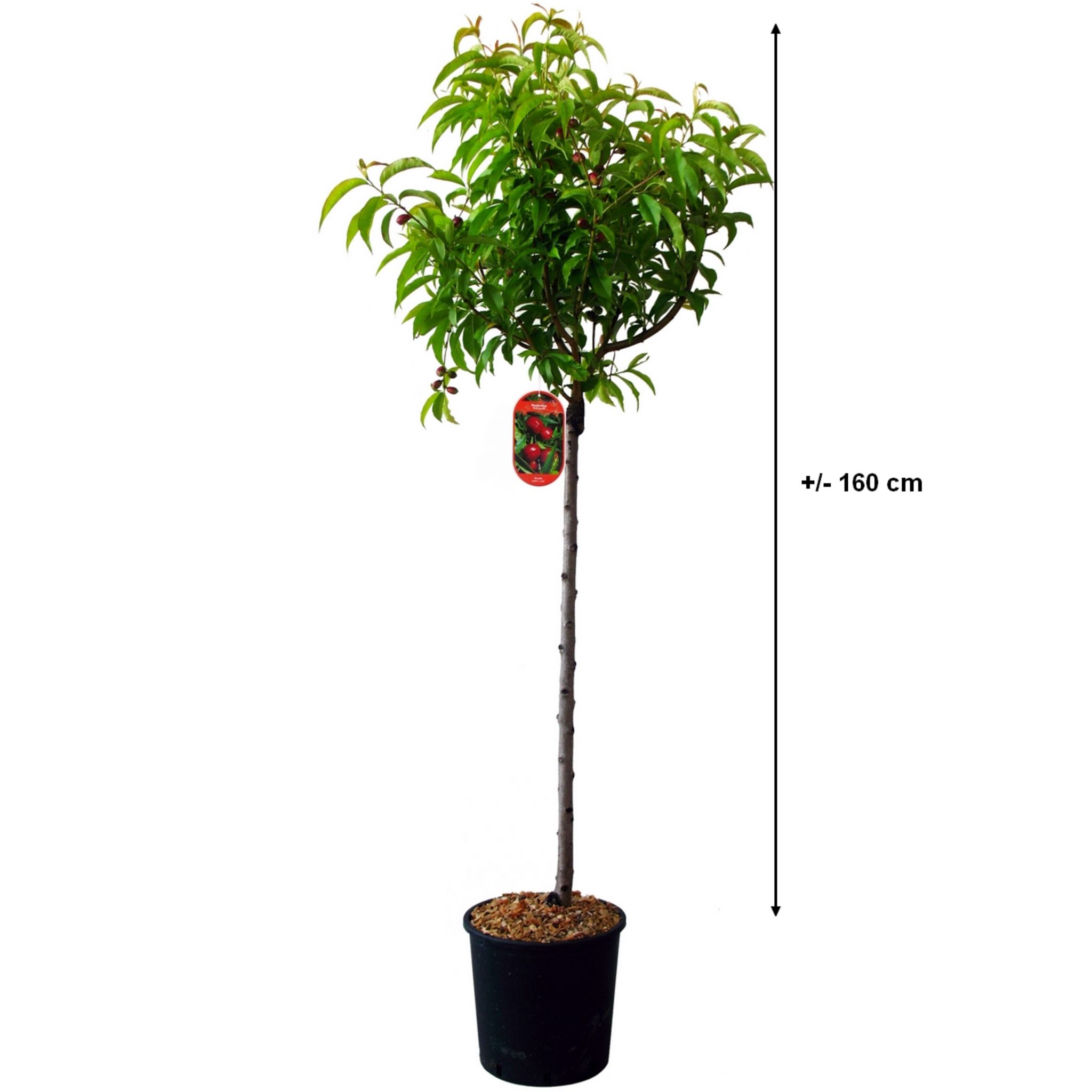 Nectarine Nectared pas cher - Auchan.fr