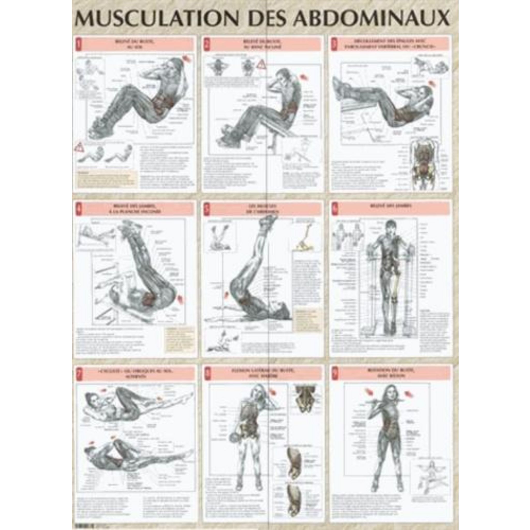 MUSCULATION DES ABDOMINAUX. POSTER, Delavier Frédéric pas cher - Auchan.fr