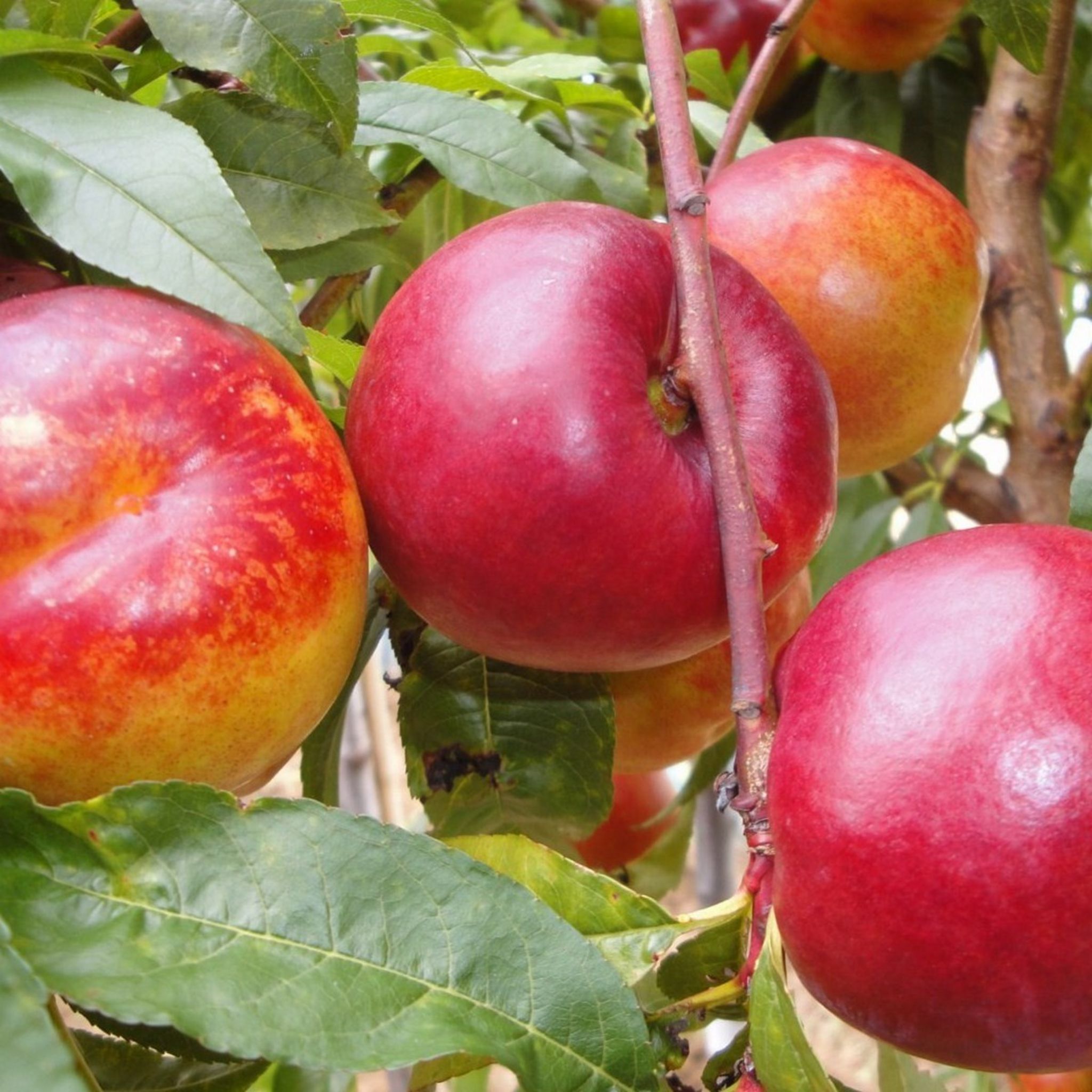 Nectarine Nectared pas cher - Auchan.fr