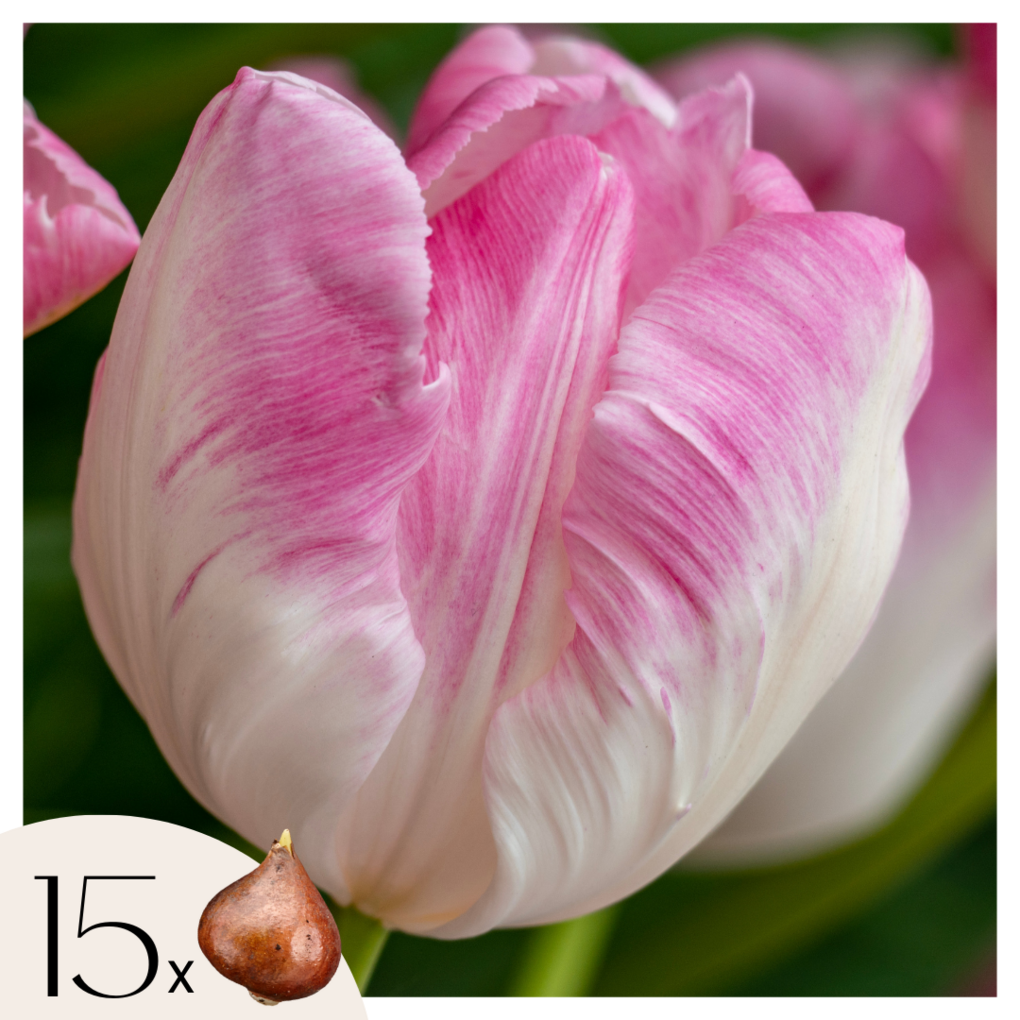 PLANT IN A BOX Tulipe - Set de 15 - Tulipa 'Cabanna' - Bulbes à fleurs ...