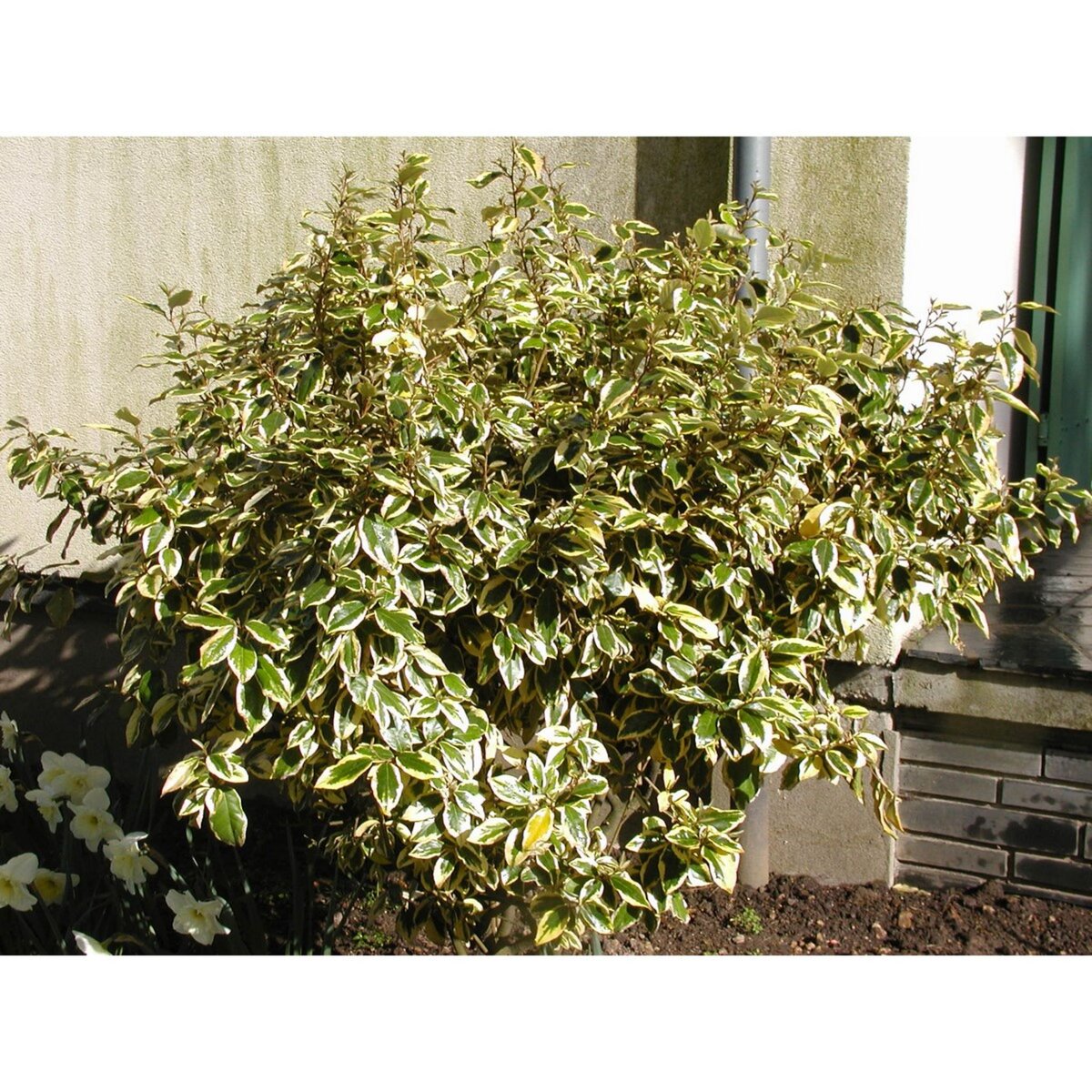 Chalef panaché pas cher - Auchan.fr