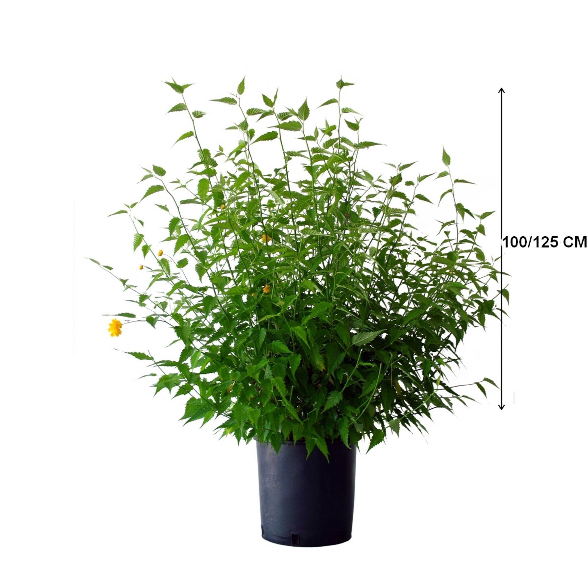 Corète du japon pas cher - Auchan.fr