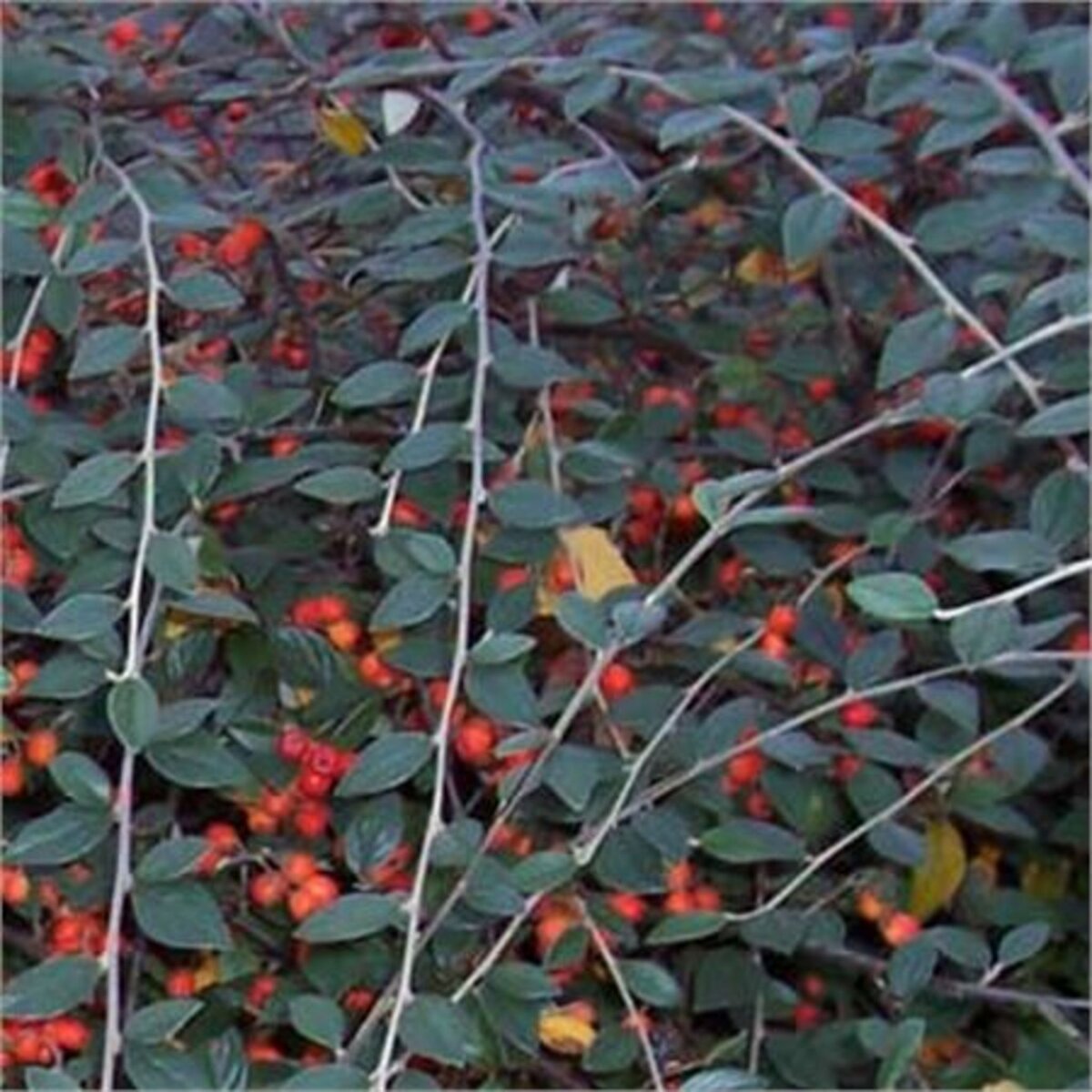 Cotoneaster Lactea pas cher - Auchan.fr