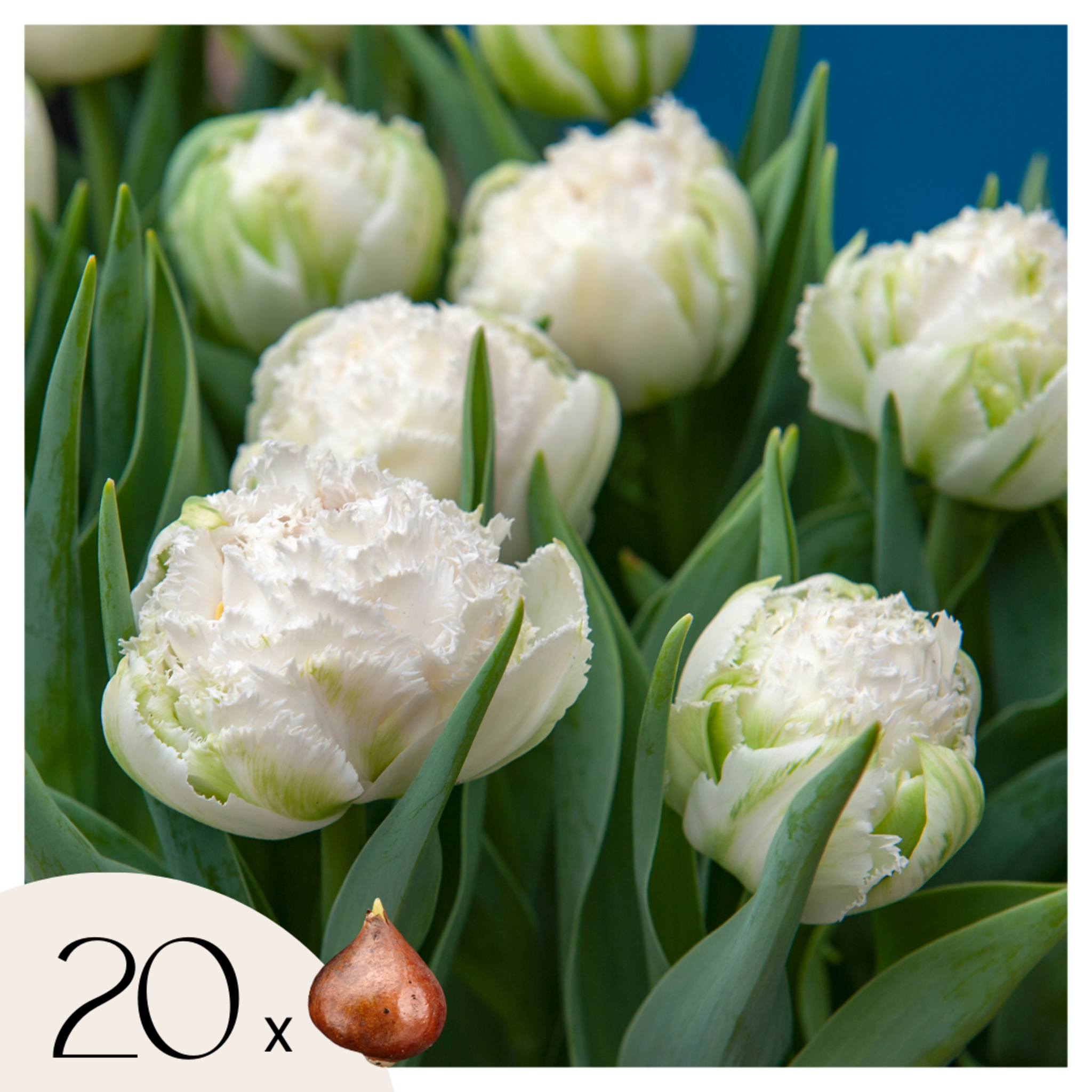 PLANT IN A BOX Tulipe - Set de 20 - Tulipa 'Snow Crystal' - Bulbes à ...