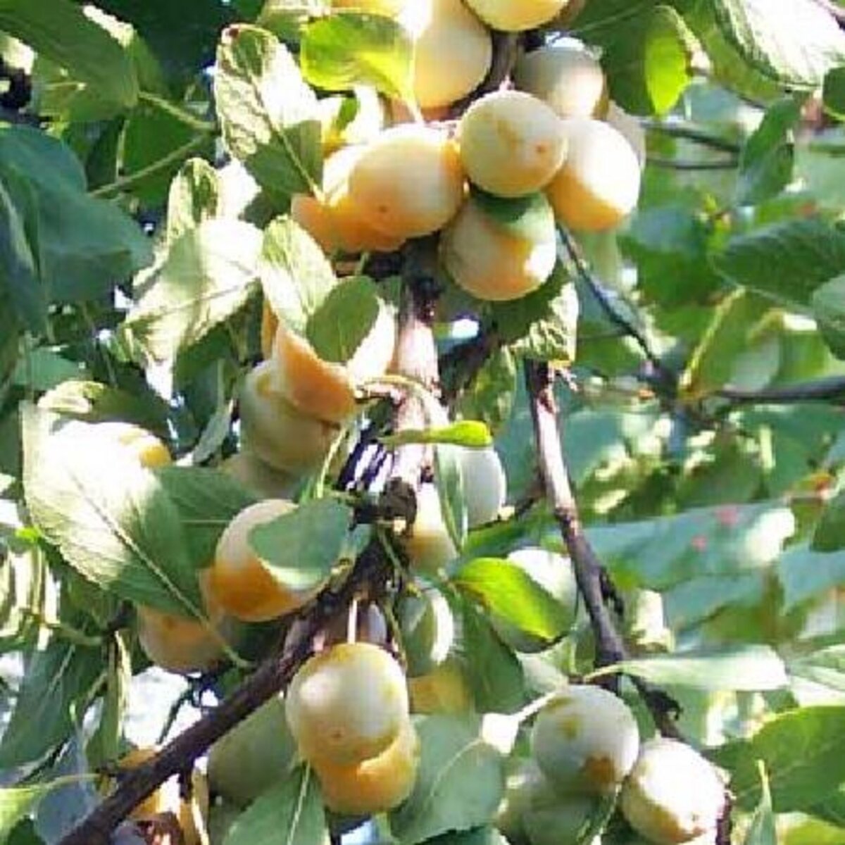 Prunus domestica 'Mirabelle de Nancy' pas cher - Auchan.fr