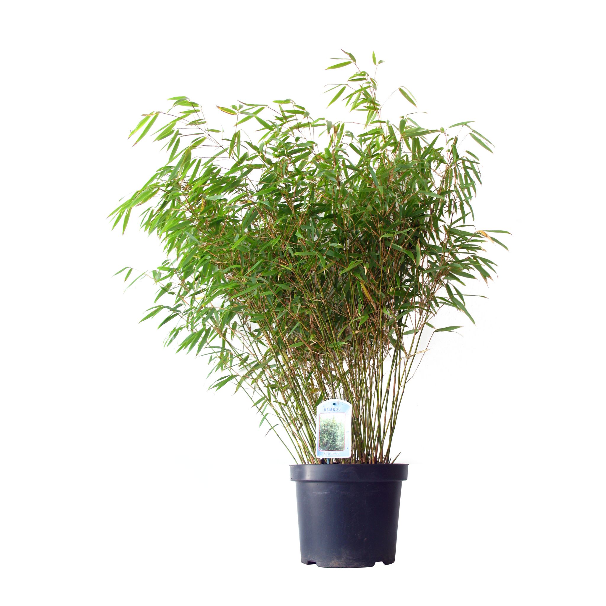 Bambou non traçant (Fargesia Rufa) - Pot de 7,5L - H/80-100cm pas cher ...