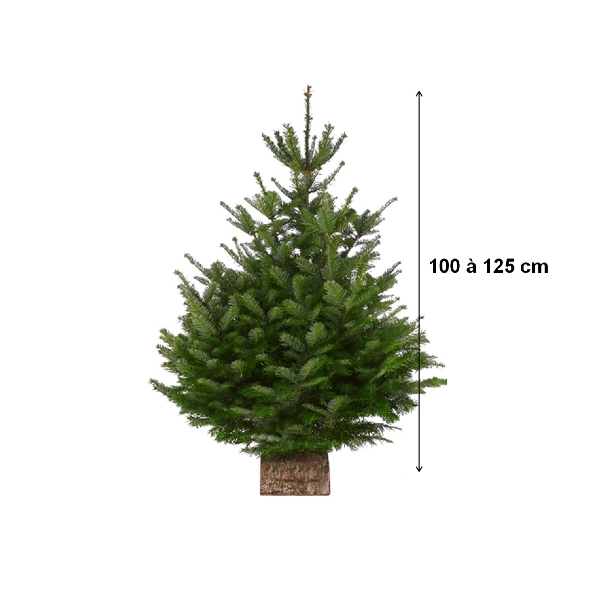 Sapin De Noel Nordmann Auchan