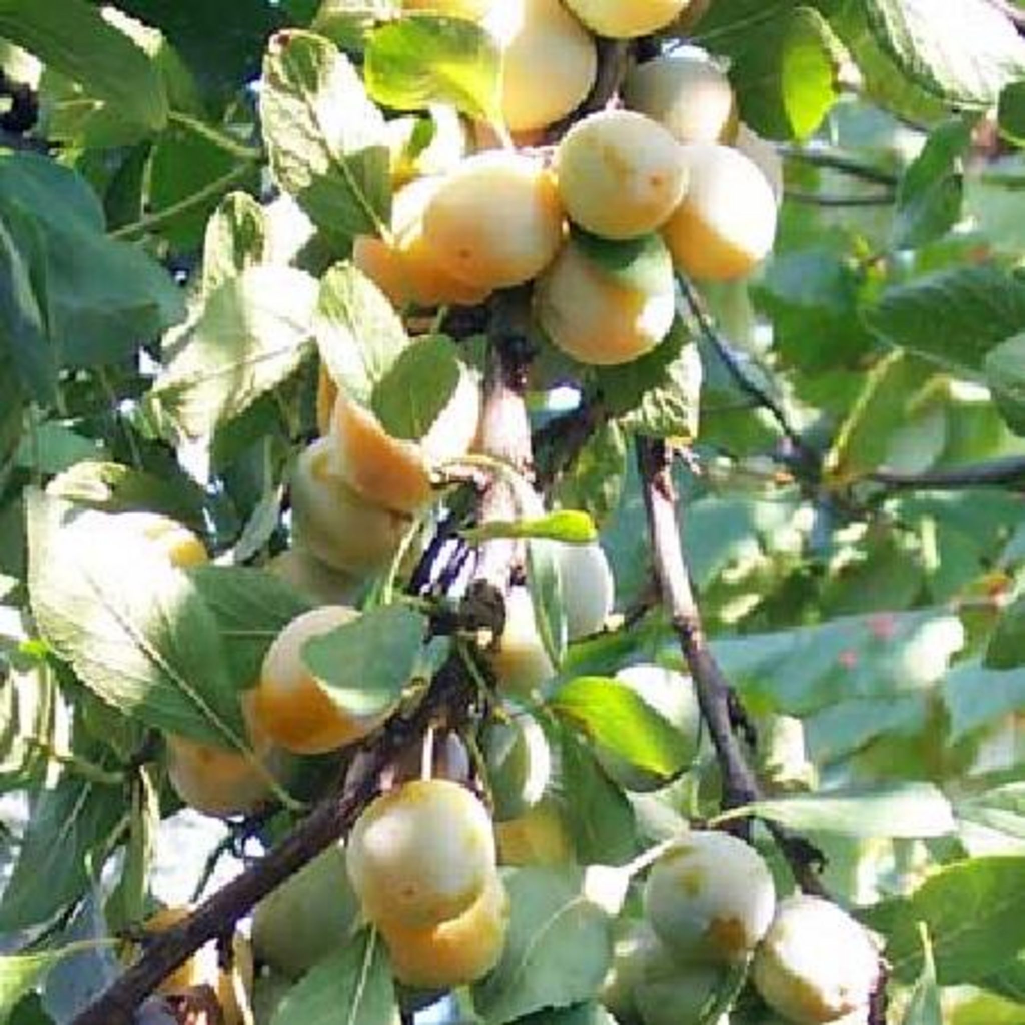 Prunus domestica 'Mirabelle de Nancy' pas cher - Auchan.fr