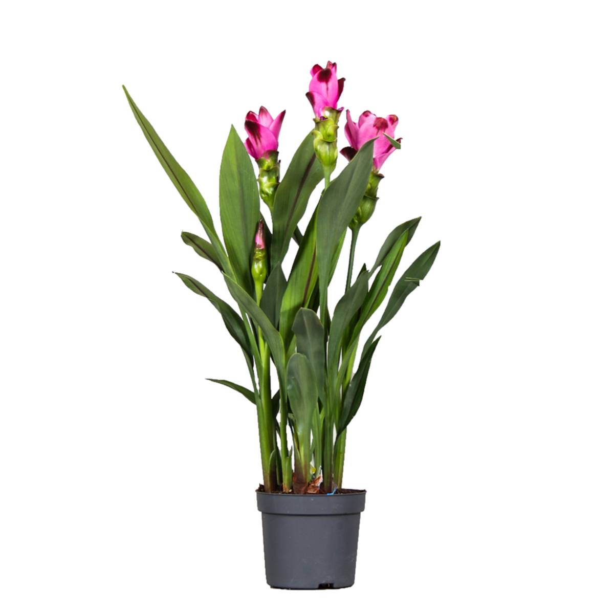 PLANT IN A BOX Tulipe siamoise - Curcuma 'Siam Splash' - Rose - H40 ...