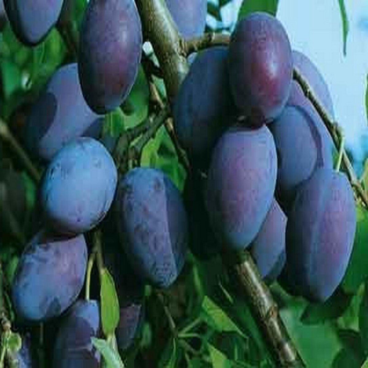 Prunier quetsche d'Alsace pas cher - Auchan.fr