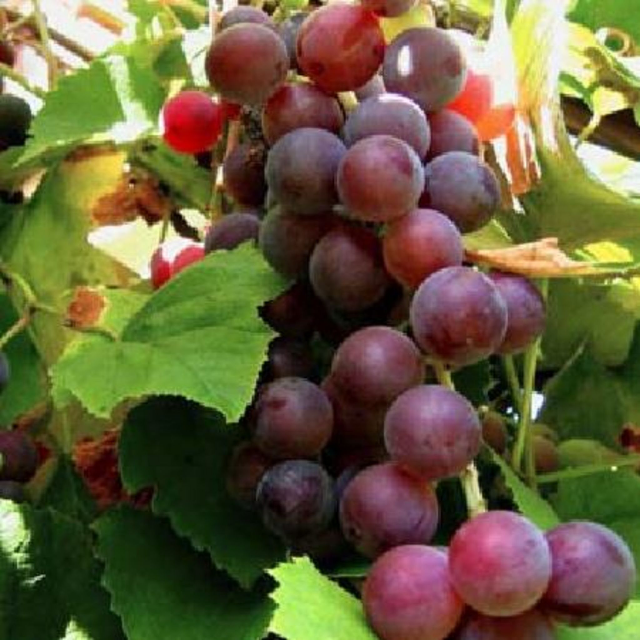 Vitis vinifera 'Cardinal' pas cher - Auchan.fr