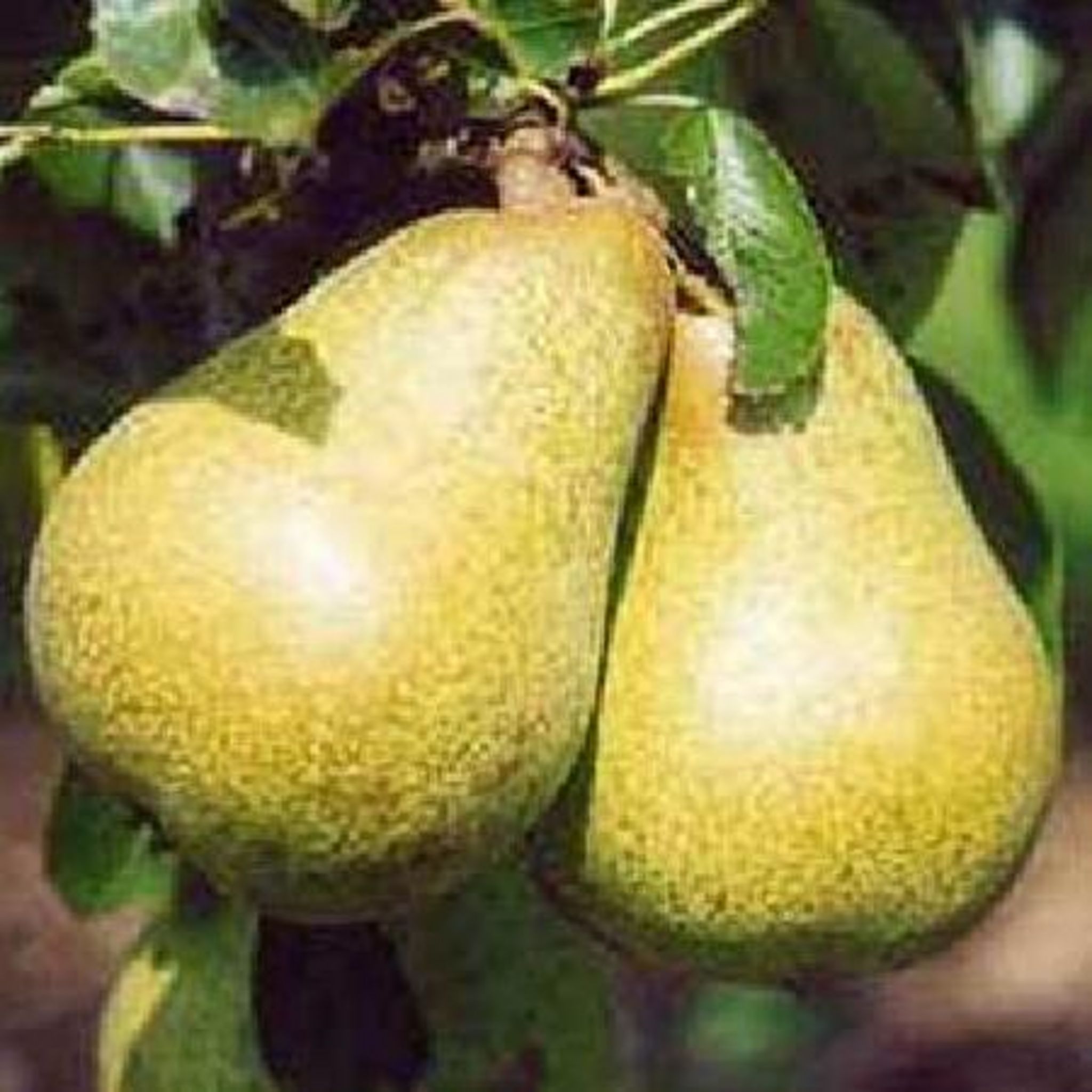 Pyrus communis 'Williams' pas cher - Auchan.fr