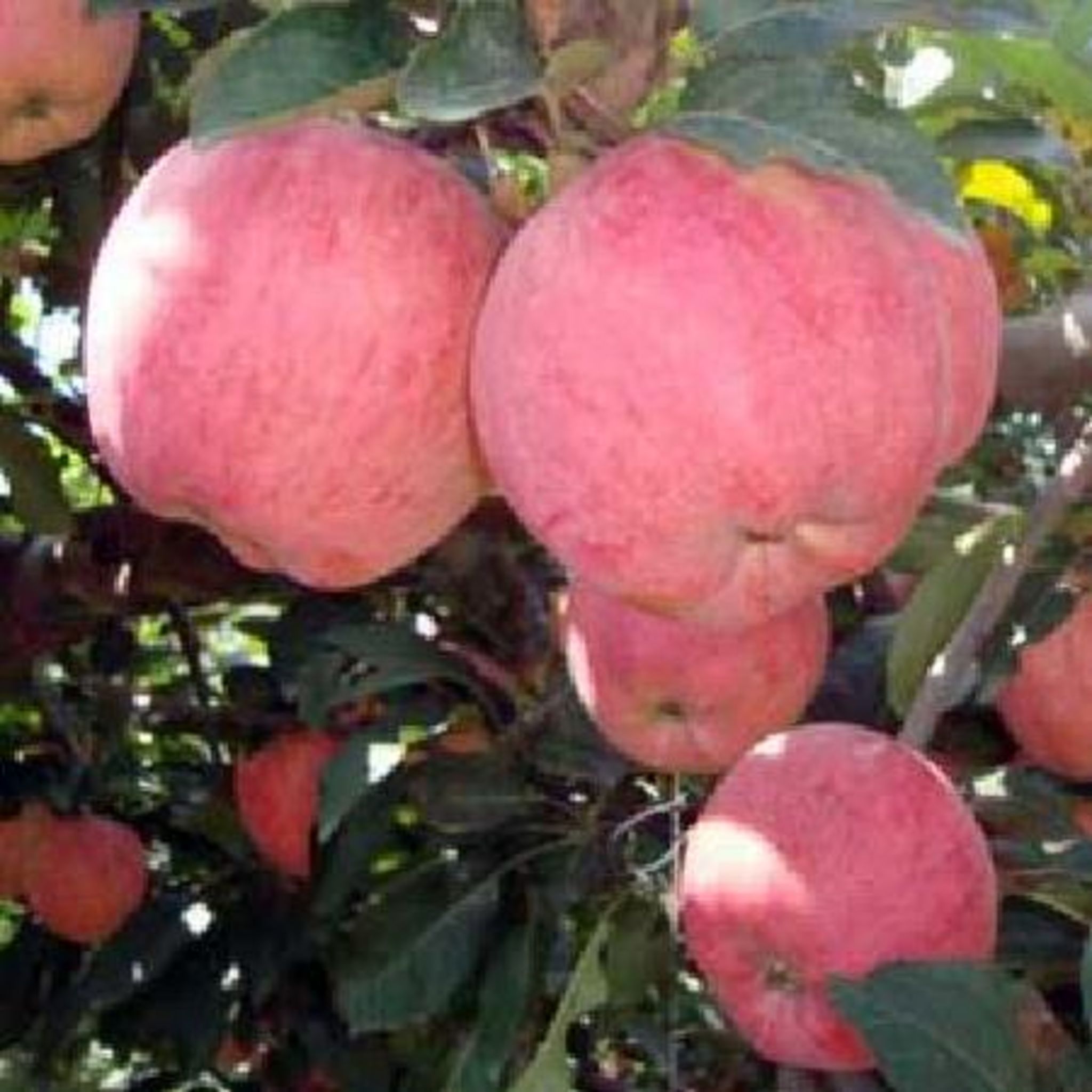 Malus domestica 'Fuji' pas cher - Auchan.fr