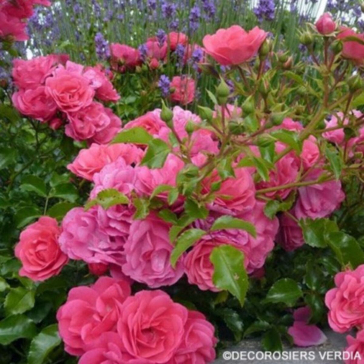 Rosier décorosiers Emera ® pas cher - Auchan.fr