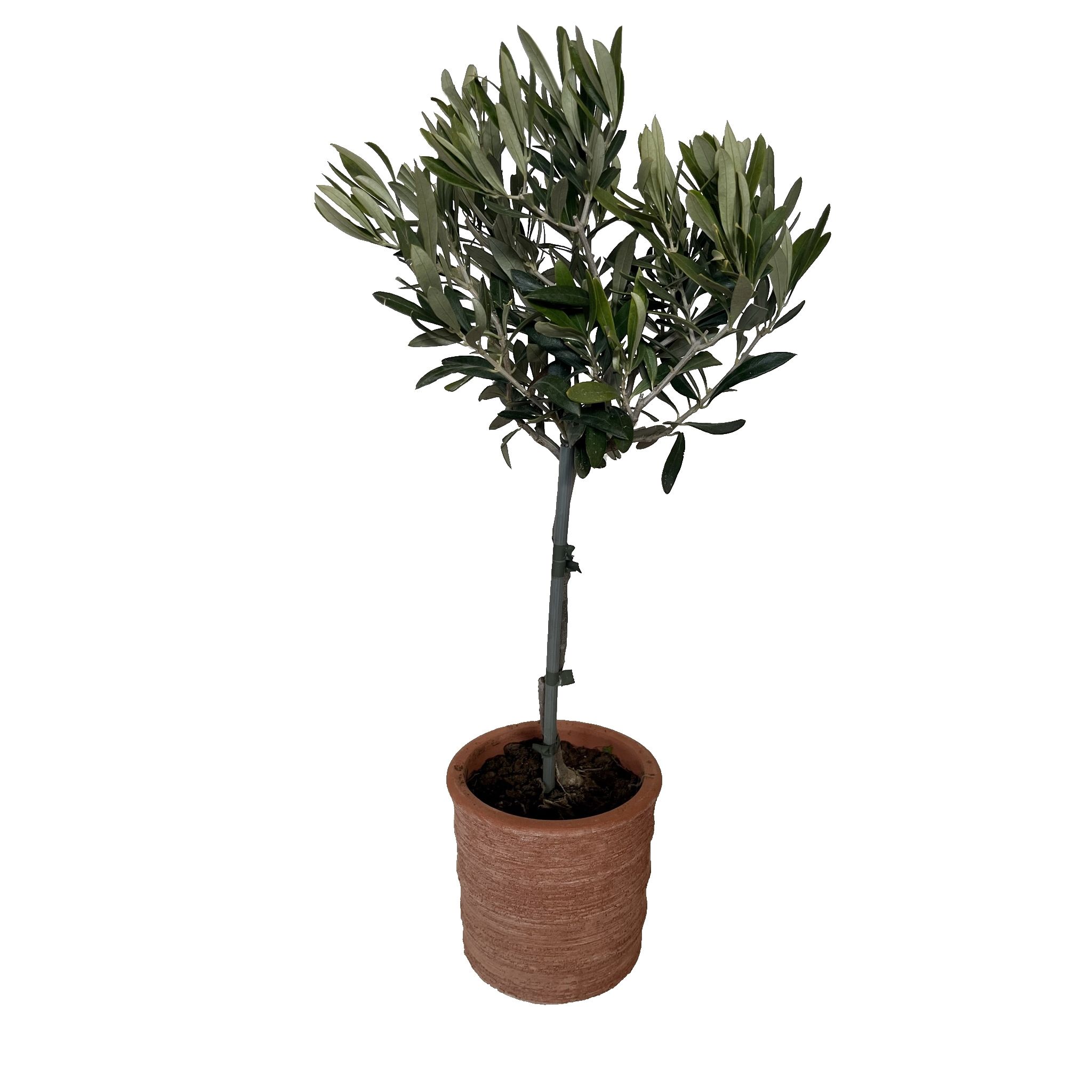 Olivier (Olea Europaea) - Petite tige - 60cm - Pot 15cm en terre cuite ...