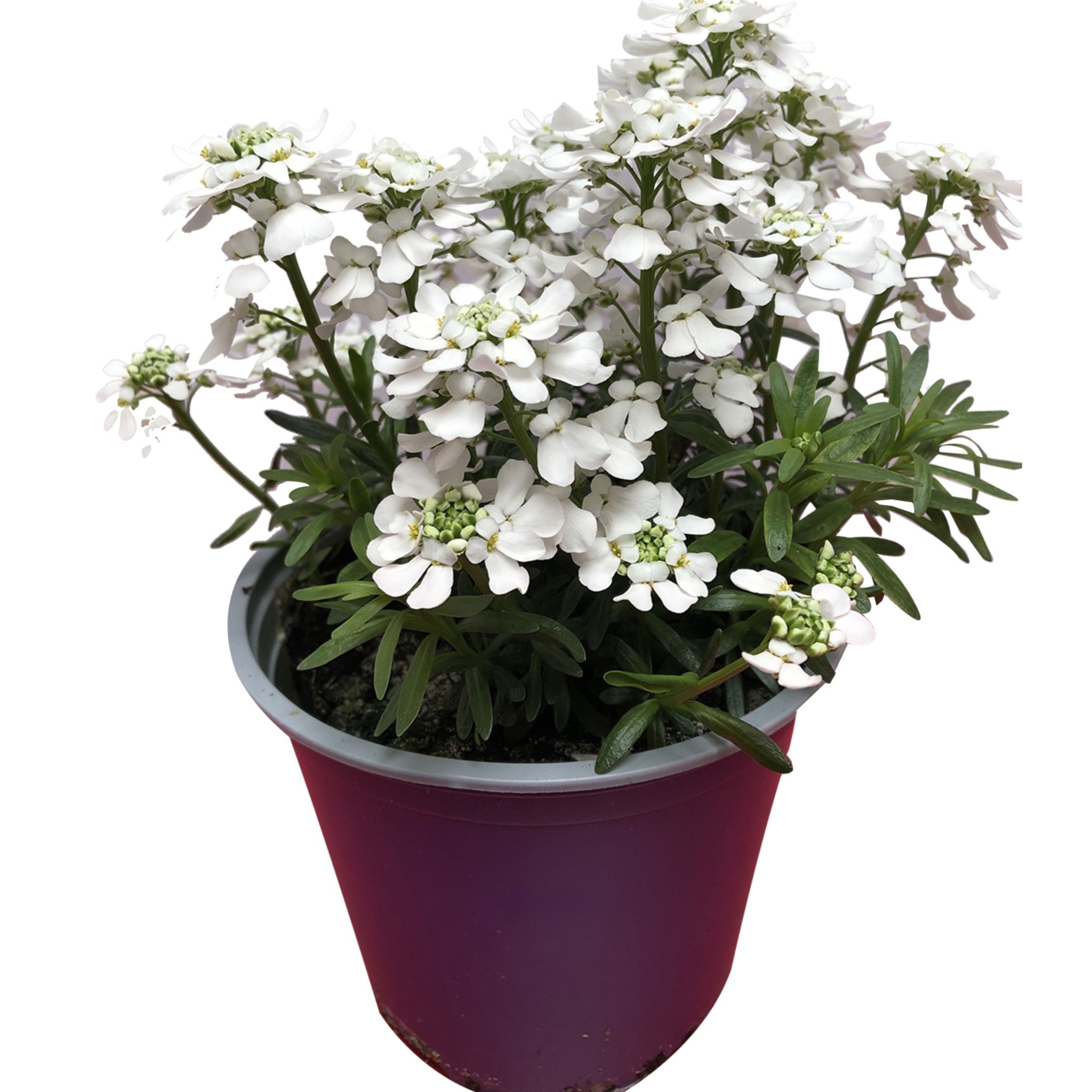 Vivace pot 1l pas cher - Auchan.fr