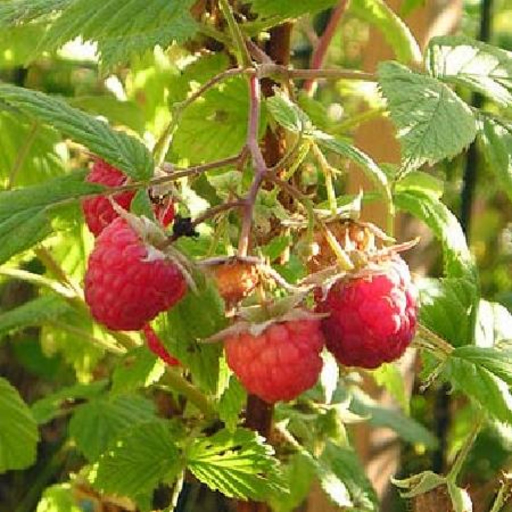 Rubus idaeus 'Heritage' pas cher - Auchan.fr