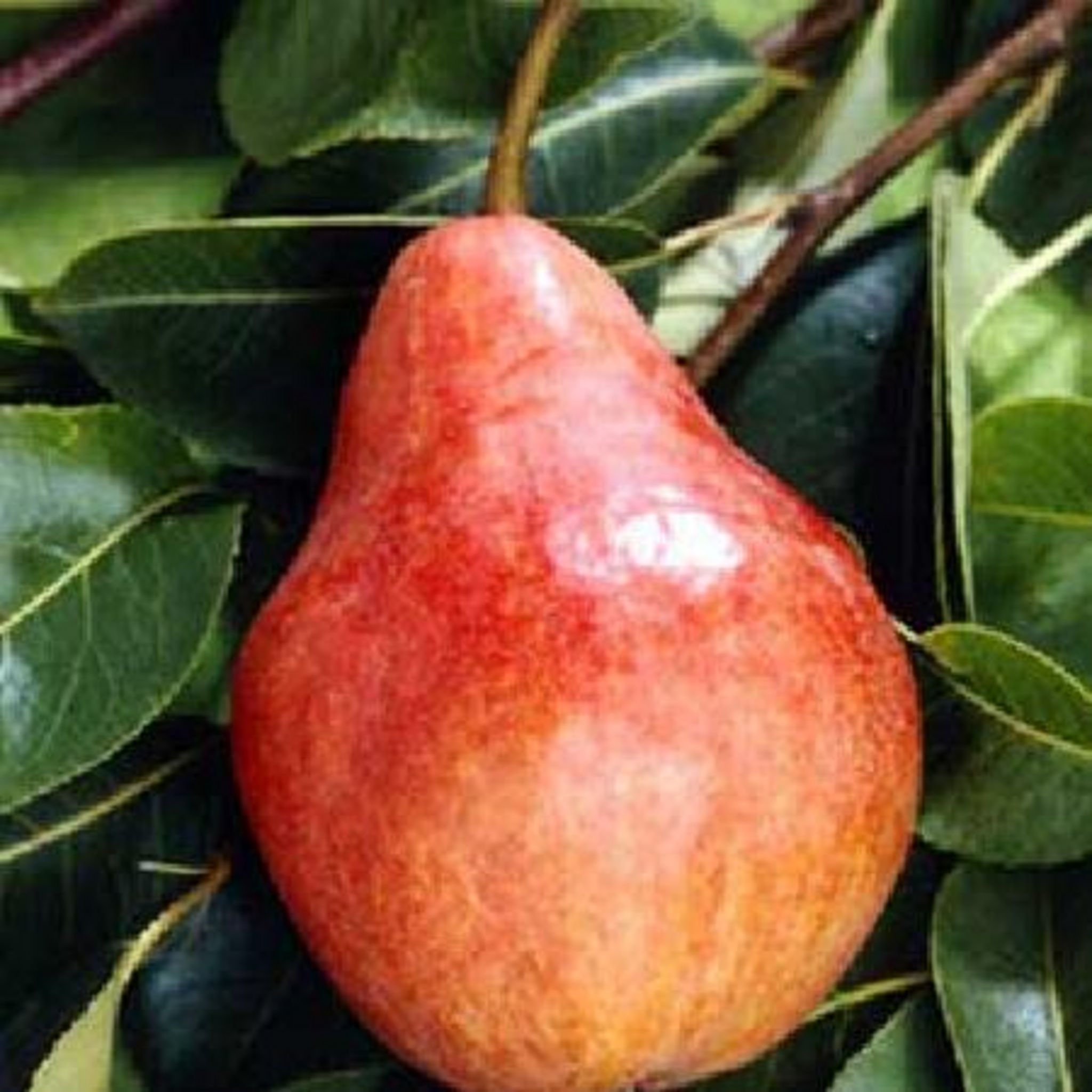 Pyrus communis 'Williams Rouge' pas cher - Auchan.fr