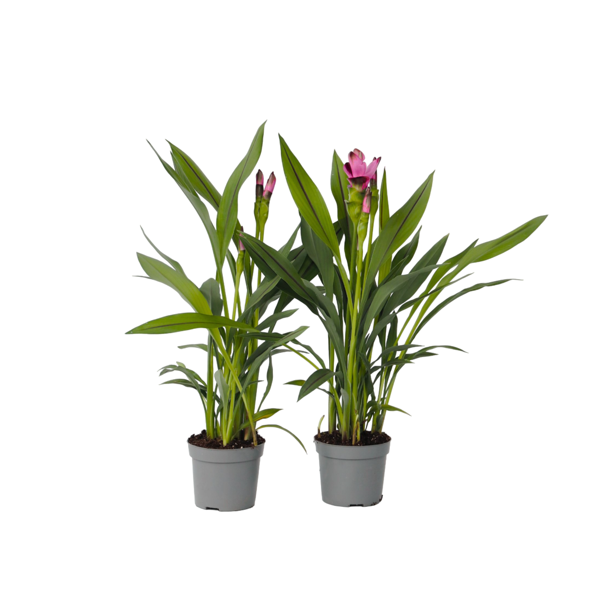 PLANT IN A BOX Plante Tropicale - Set de 2 - Curcuma 'Siam Splash ...