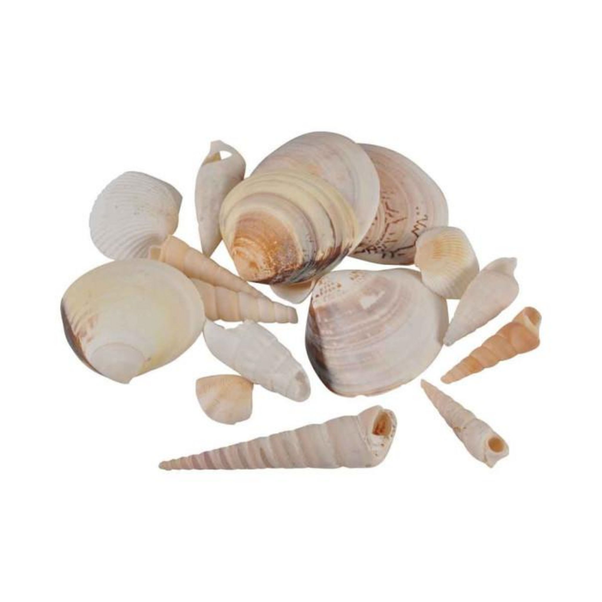 Paris Prix Assortiment de Coquillages Shellfish 100g Naturel pas cher ...