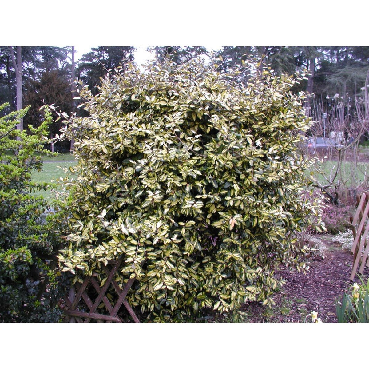 Chalef panaché pas cher - Auchan.fr