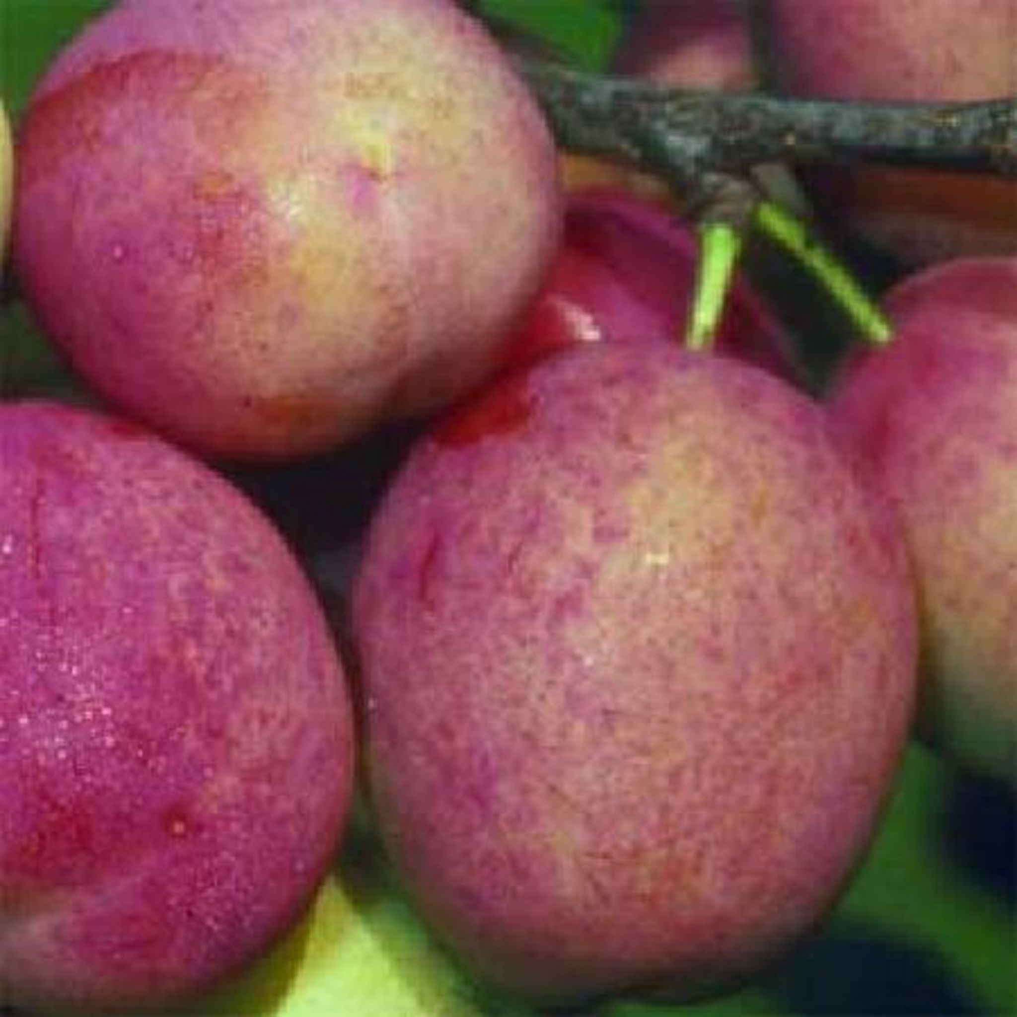 Prunus domestica 'Victoria' pas cher - Auchan.fr