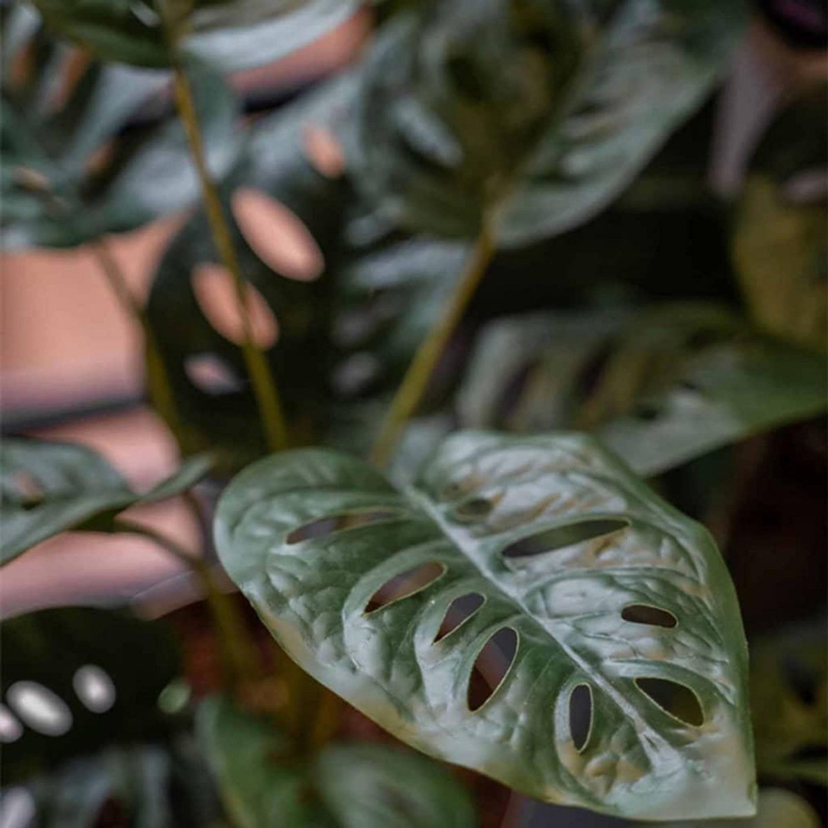EMERALD Emerald Buisson Monstera artificiel Monkey 43 cm en pot pas ...